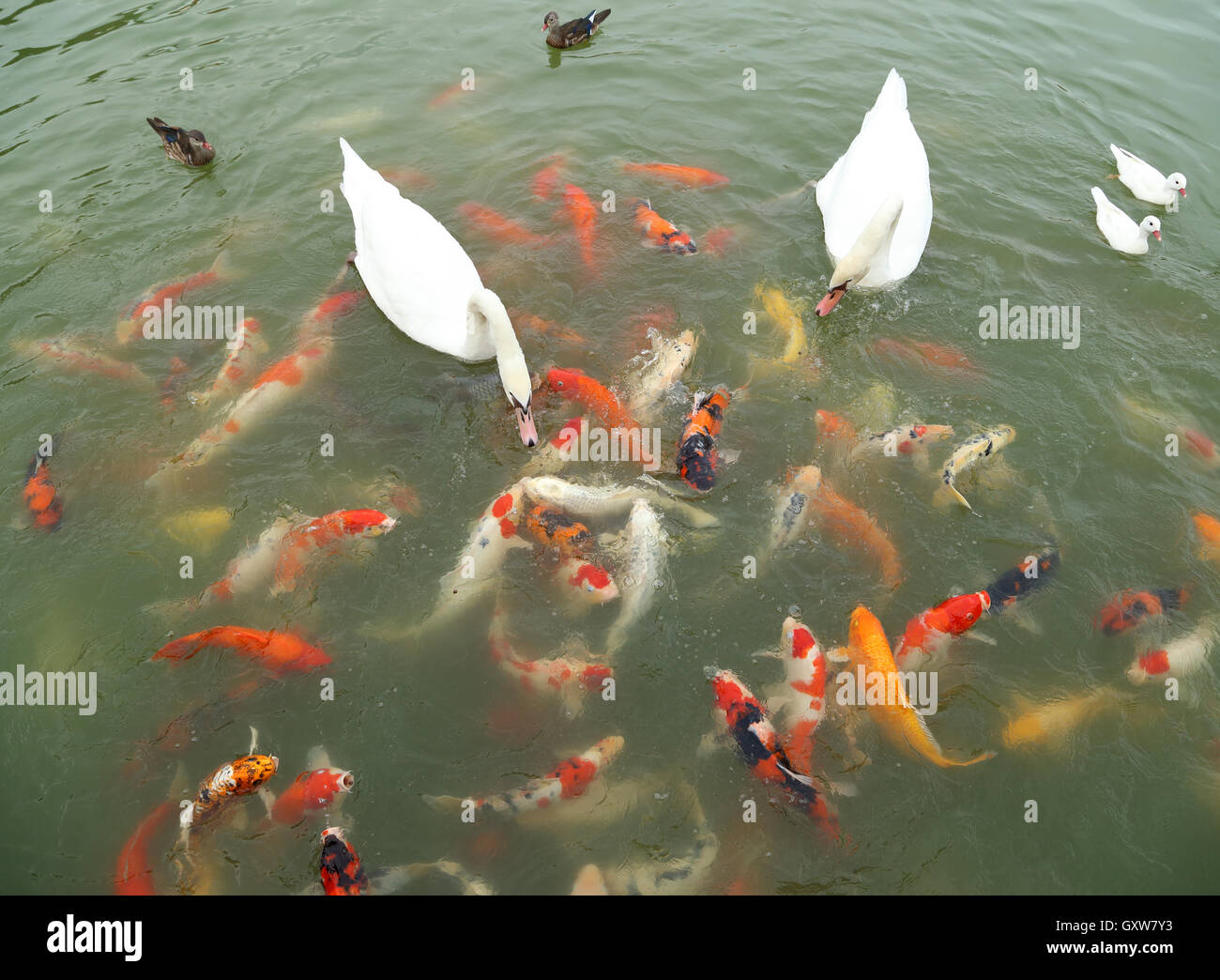swan and duck with koi fish swimming in pond Stock Photo - Alamy