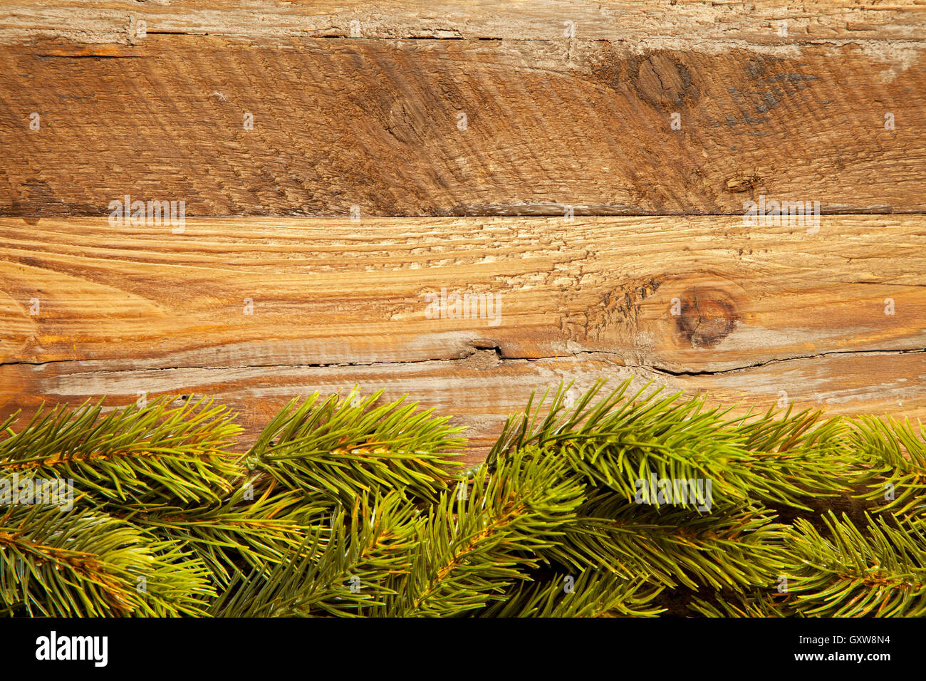 Old fir tree hi-res stock photography and images - Alamy