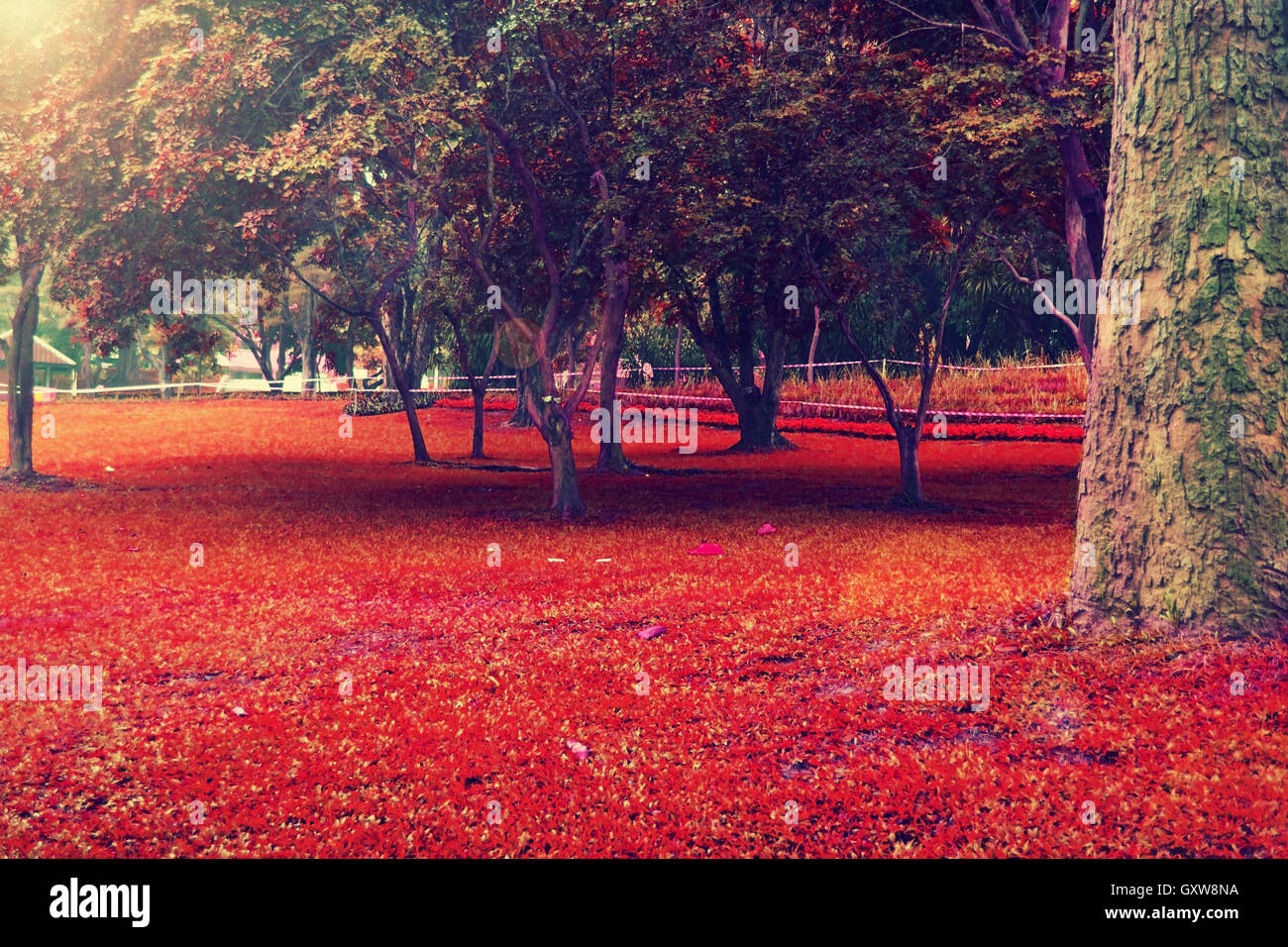 Lawn blossom garden september hi-res stock photography and images - Alamy