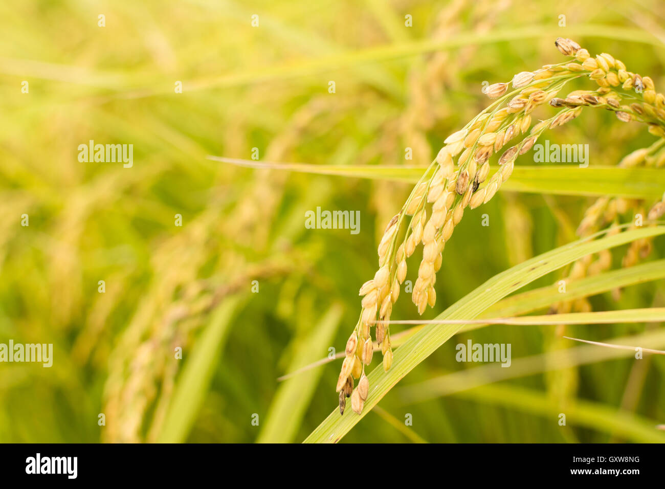Golden paddy rice farm Stock Photo - Alamy