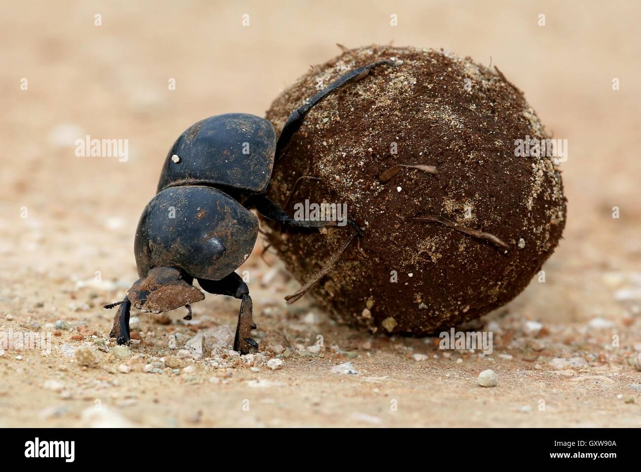 Flighless Dung Beetle Rolling Ball Stock Photo - Alamy