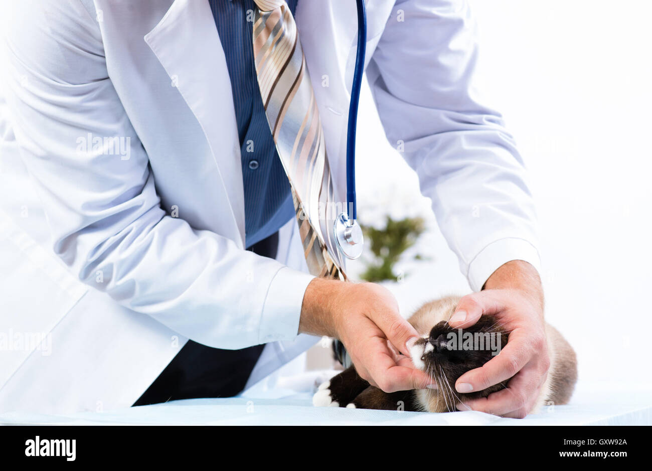vet checks the health of a cat Stock Photo - Alamy