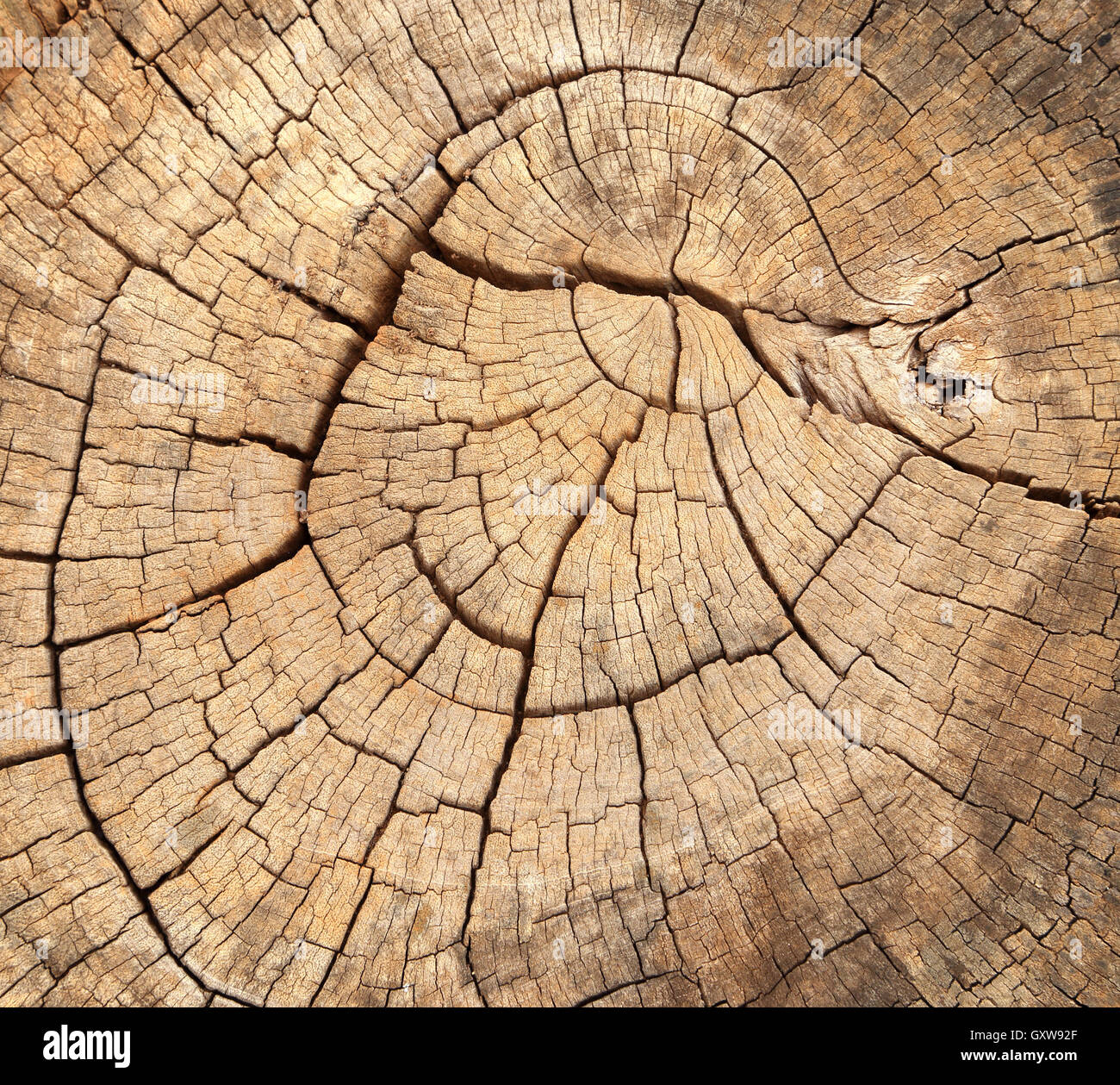 old tree stump texture Stock Photo - Alamy