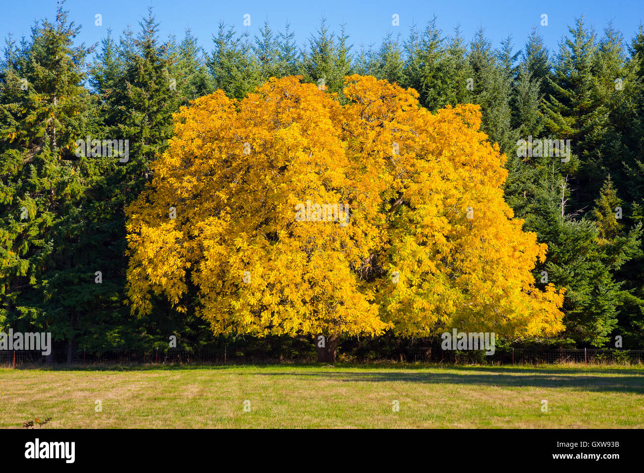 Fall Colors Unique Stock Photo - Alamy