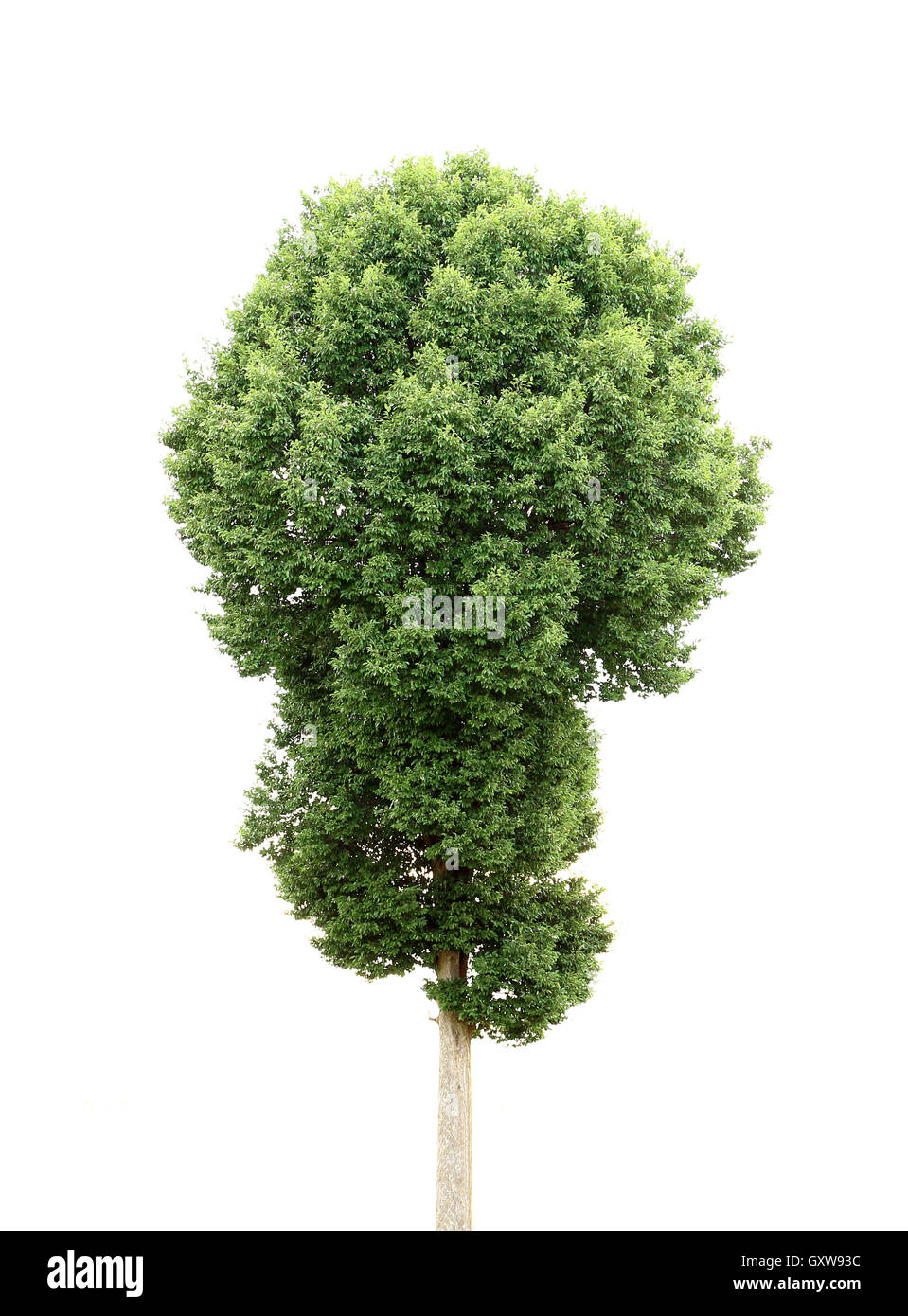 big tree on white Stock Photo - Alamy