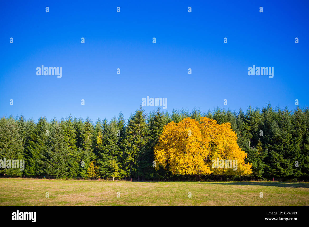 Fall Colors Unique Stock Photo - Alamy