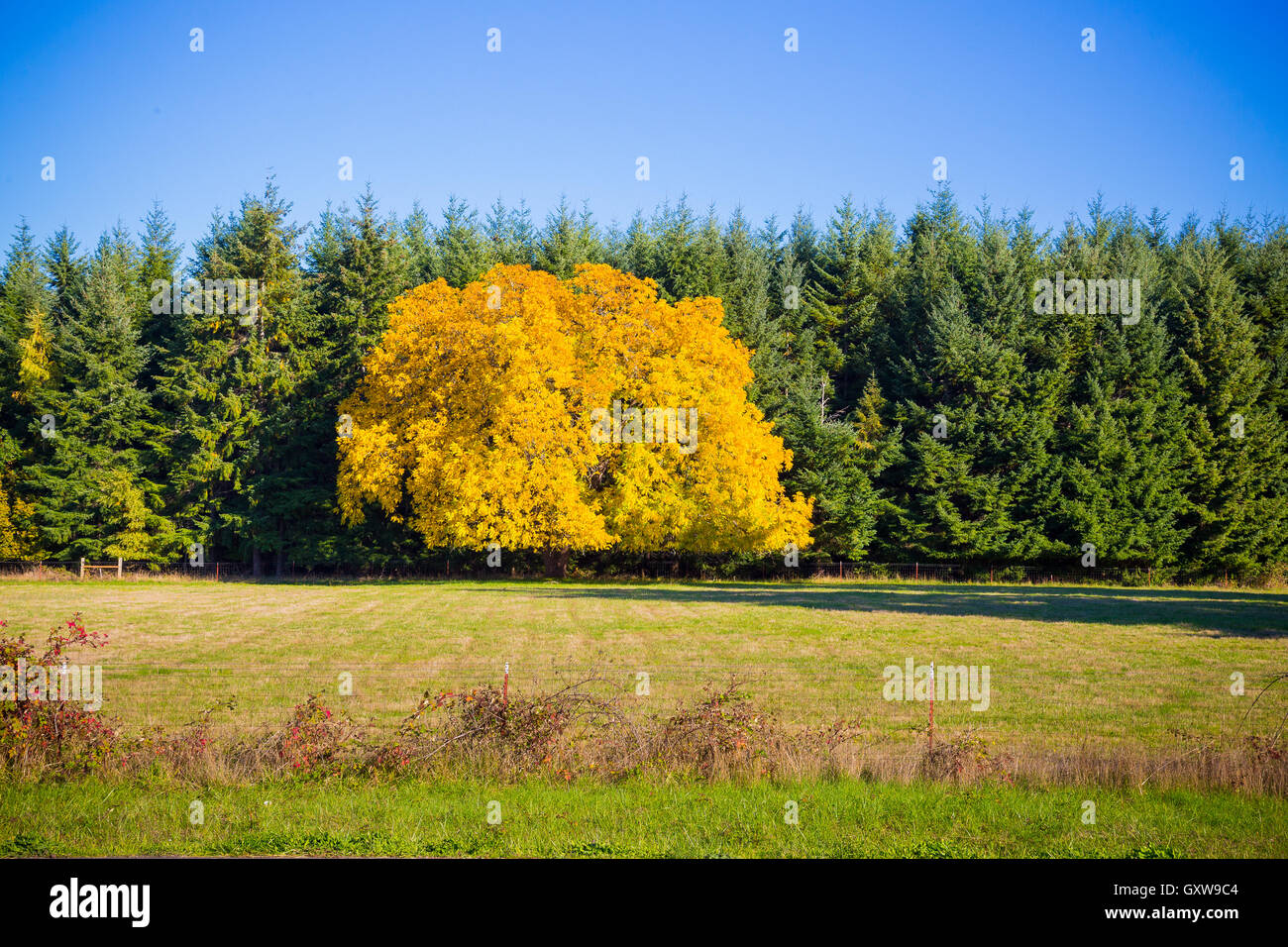 Fall Colors Unique Stock Photo - Alamy