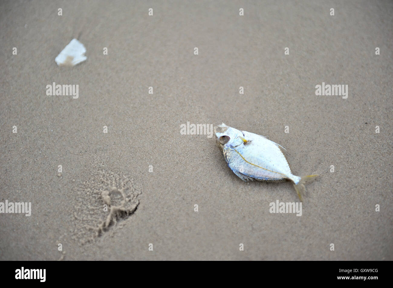 Dead fish on a beach Stock Photo - Alamy