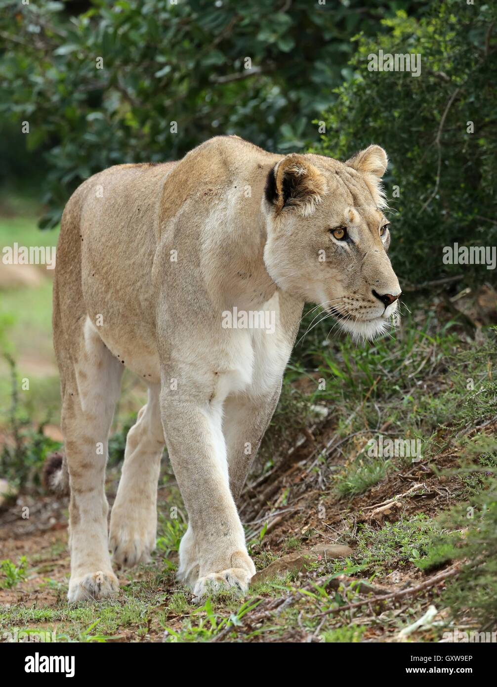 Magnificent lioness hi-res stock photography and images - Alamy