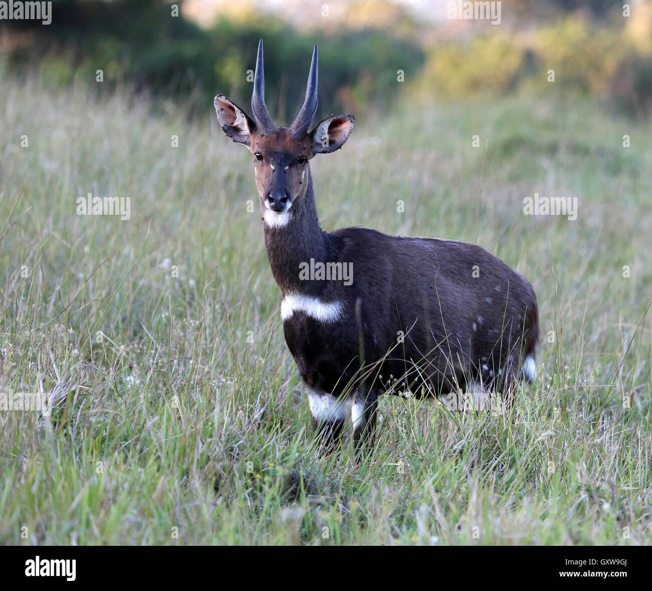 Bushbuck antelope hi-res stock photography and images - Alamy