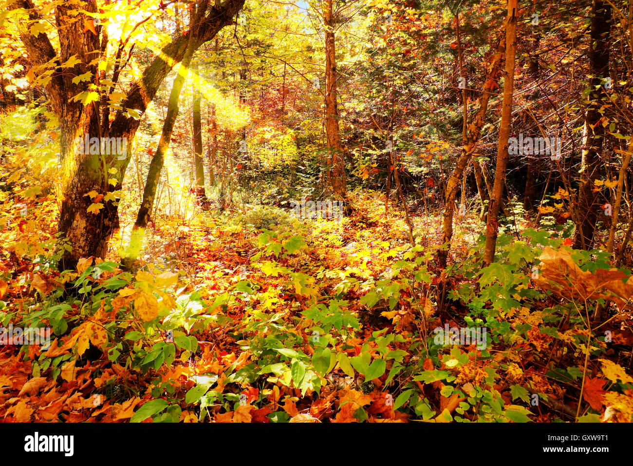 Enchanted forest with light effects Stock Photo - Alamy