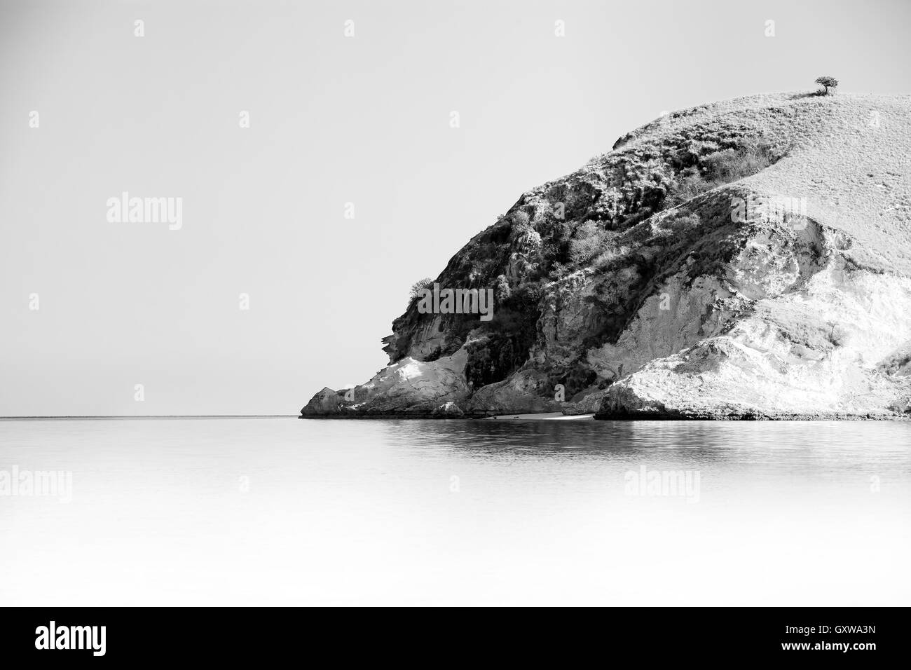 One small tree Black and White Stock Photos & Images - Alamy
