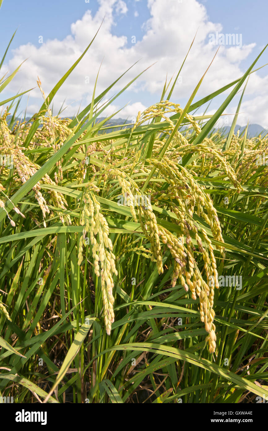 Rural scenery of paddy Stock Photo - Alamy
