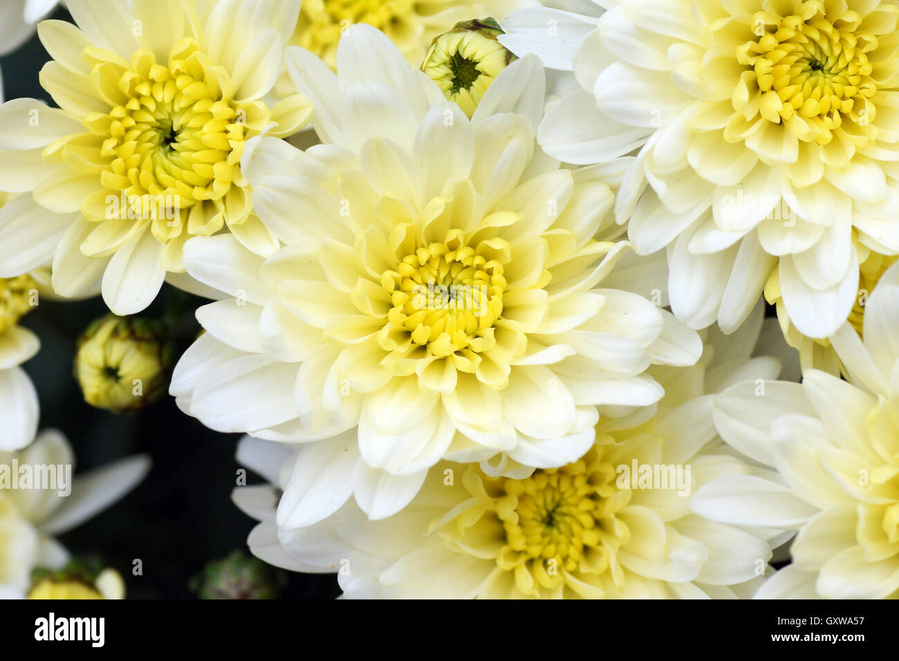 White and yellow mums Stock Photo - Alamy