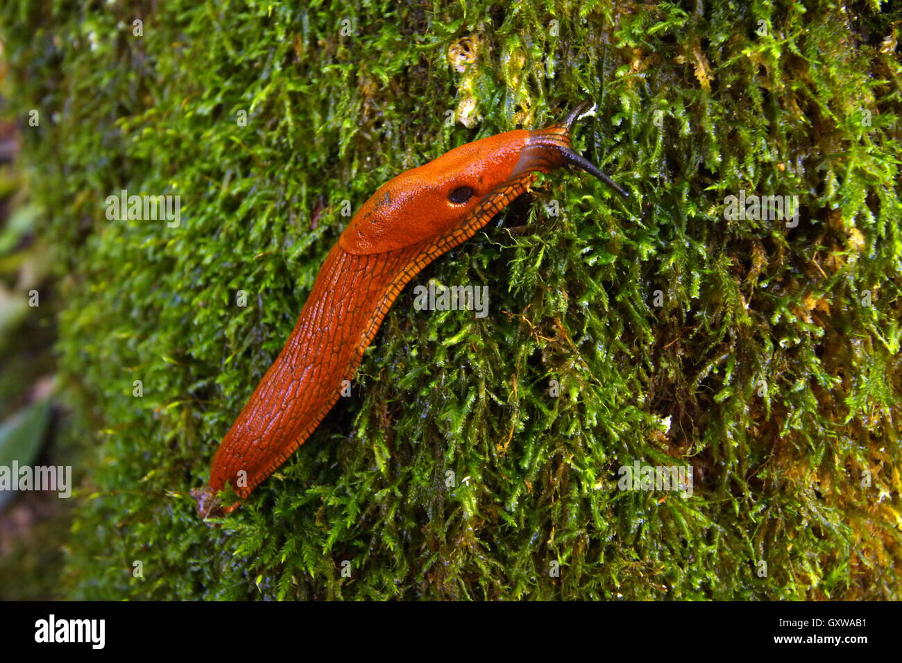 Slug in nature hi-res stock photography and images - Alamy