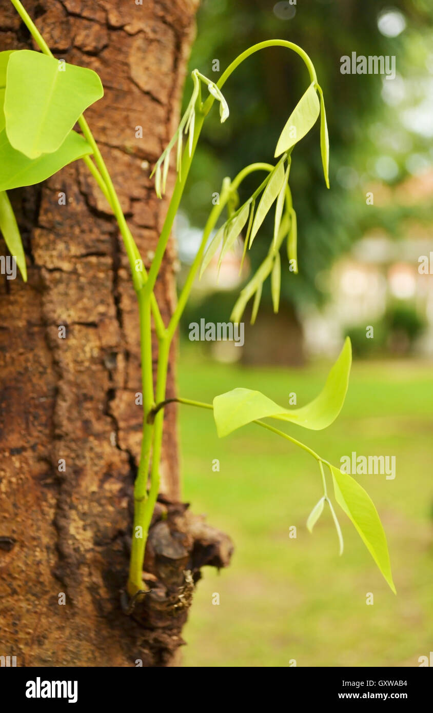 Plants are sprouting Stock Photo - Alamy