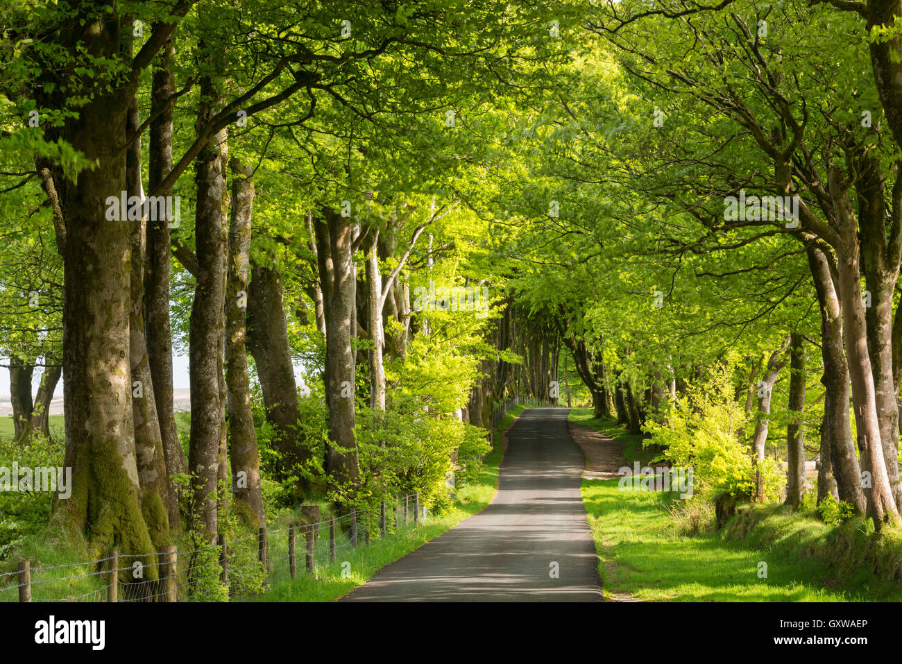 Tree lined avenue in spring time, Dartmoor National Park, Devon ...
