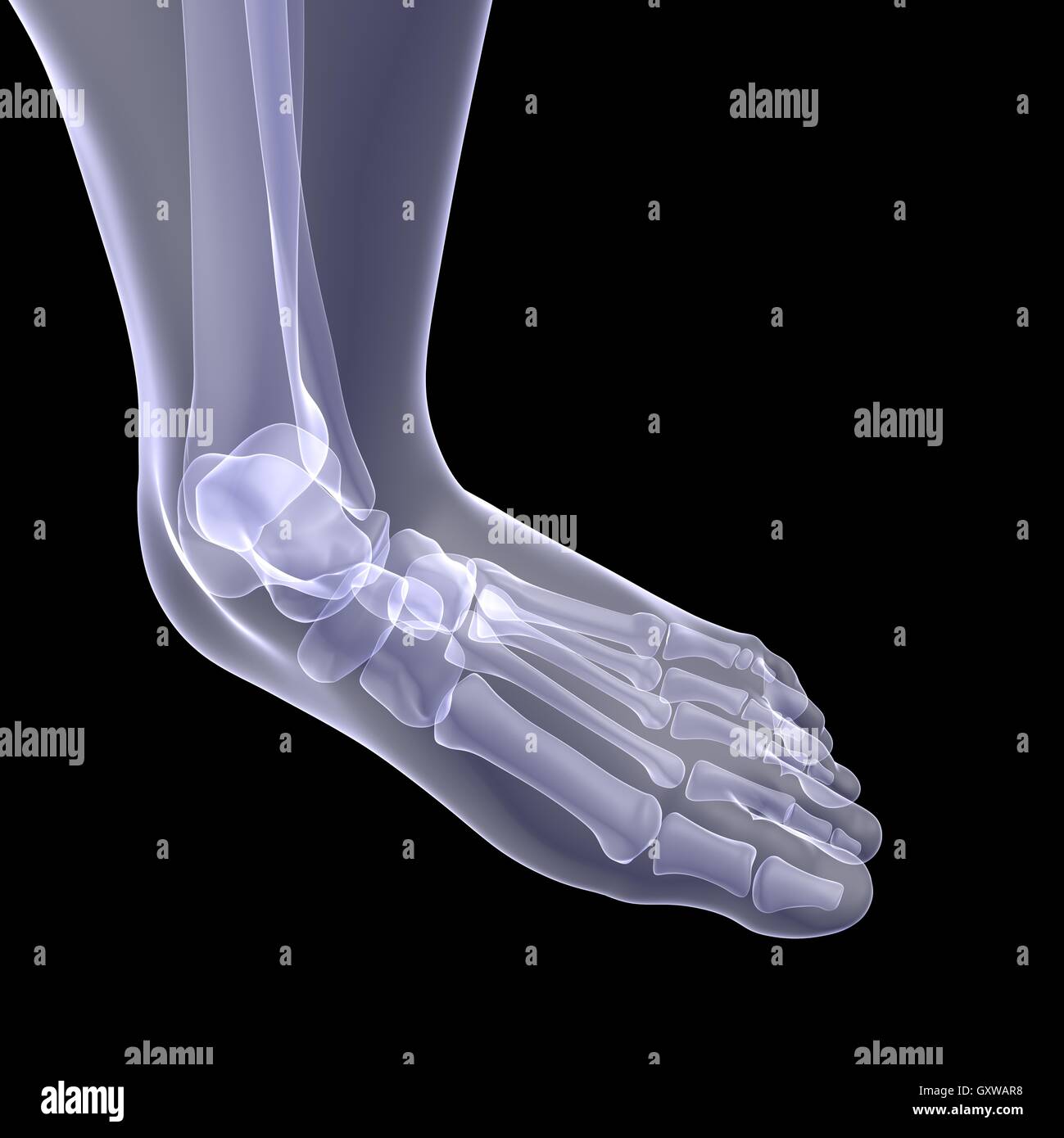 Human foot anatomy hi-res stock photography and images - Alamy