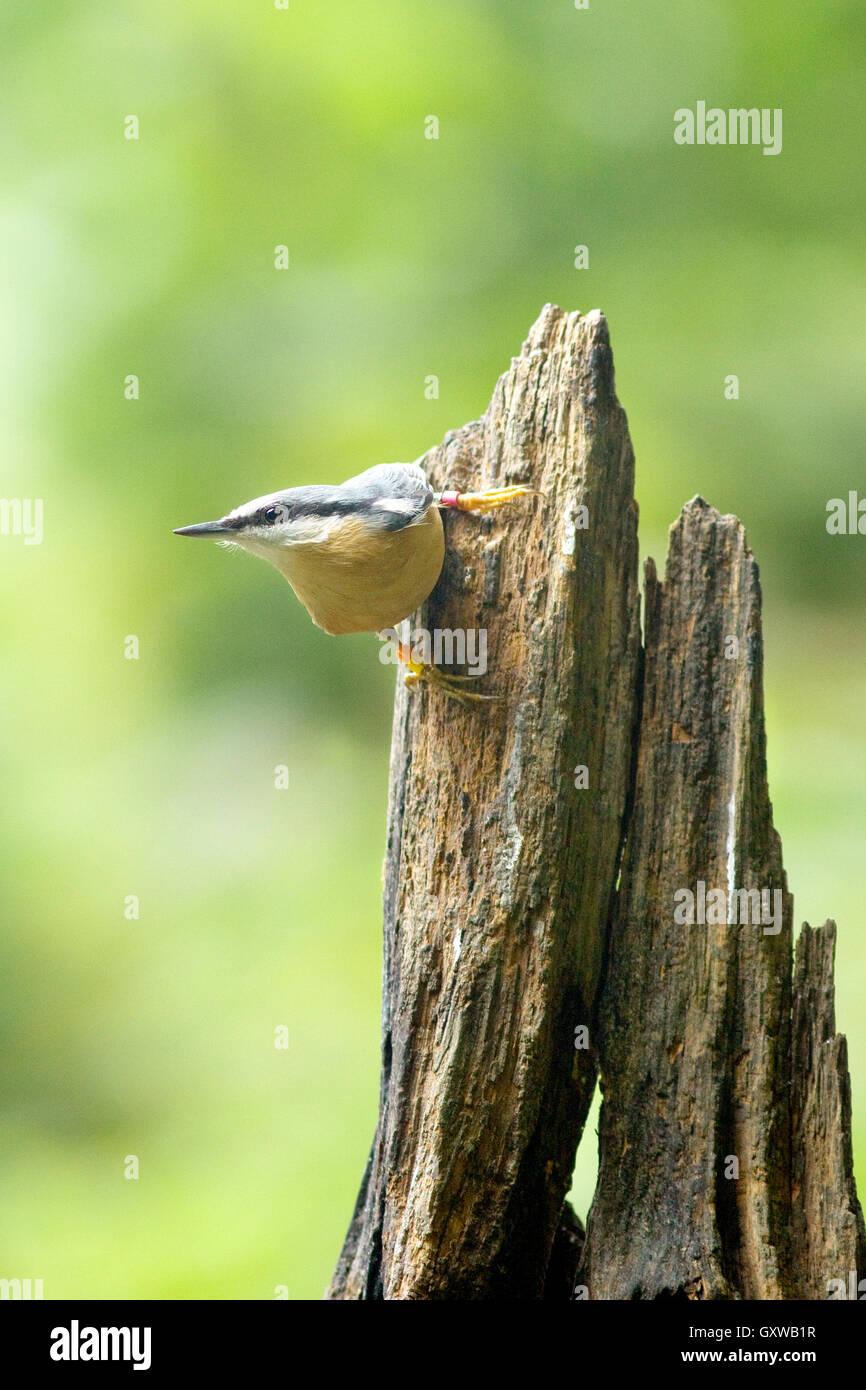 Upside down tree stump hi-res stock photography and images - Alamy