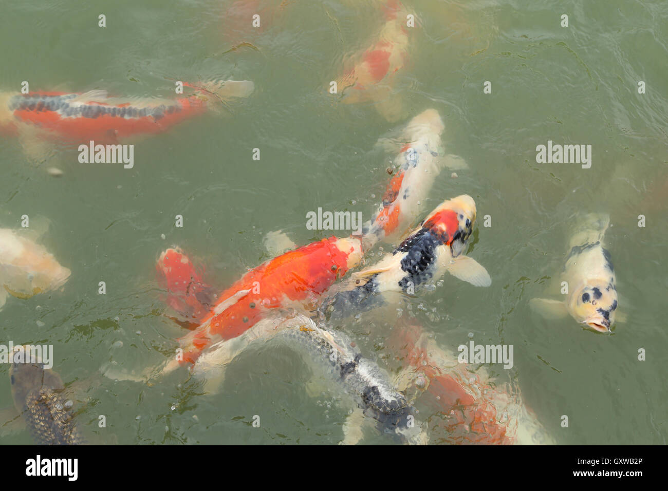 beautiful koi fish swimming Stock Photo - Alamy