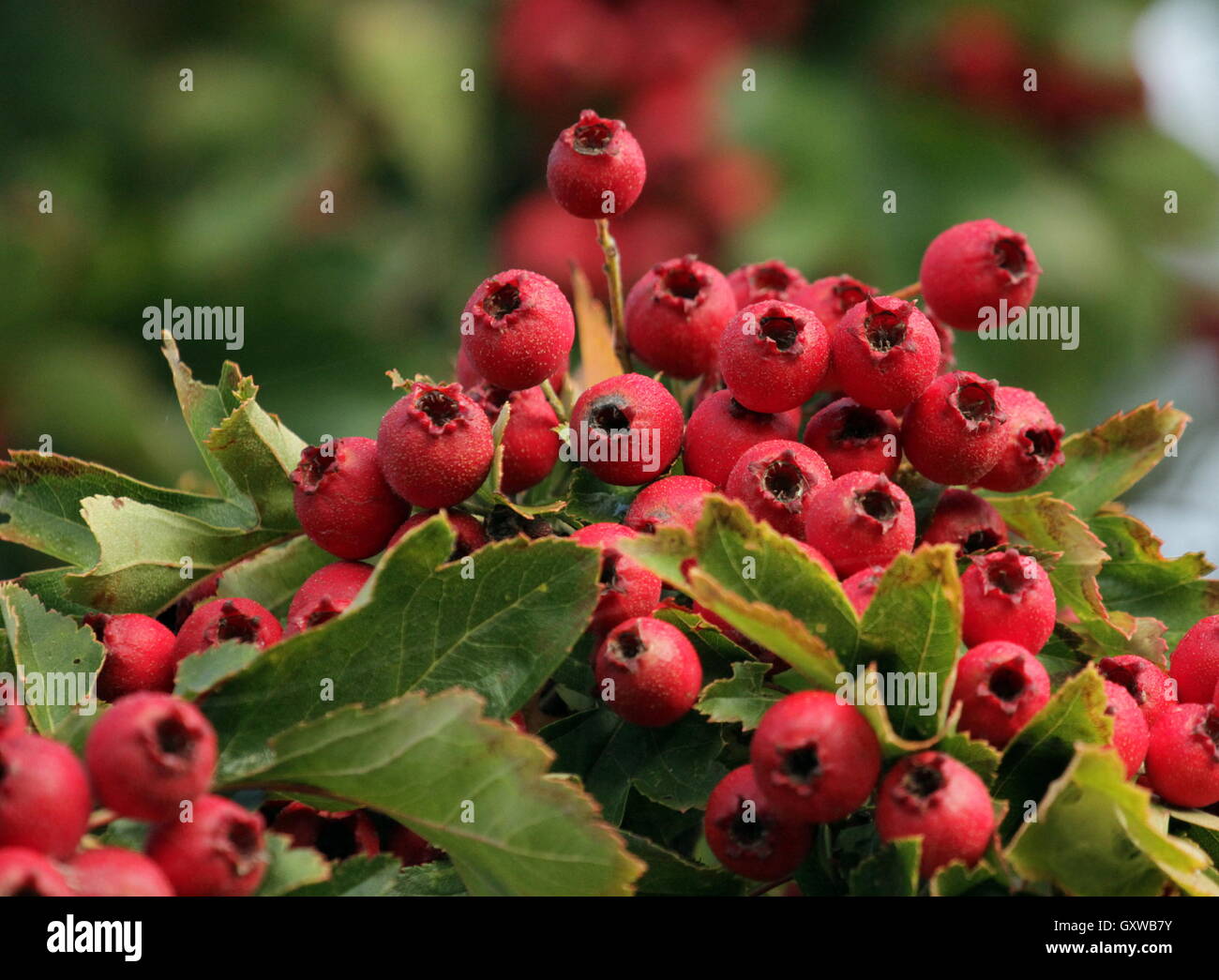 Fruits of pyracantha coccinea Stock Photo - Alamy