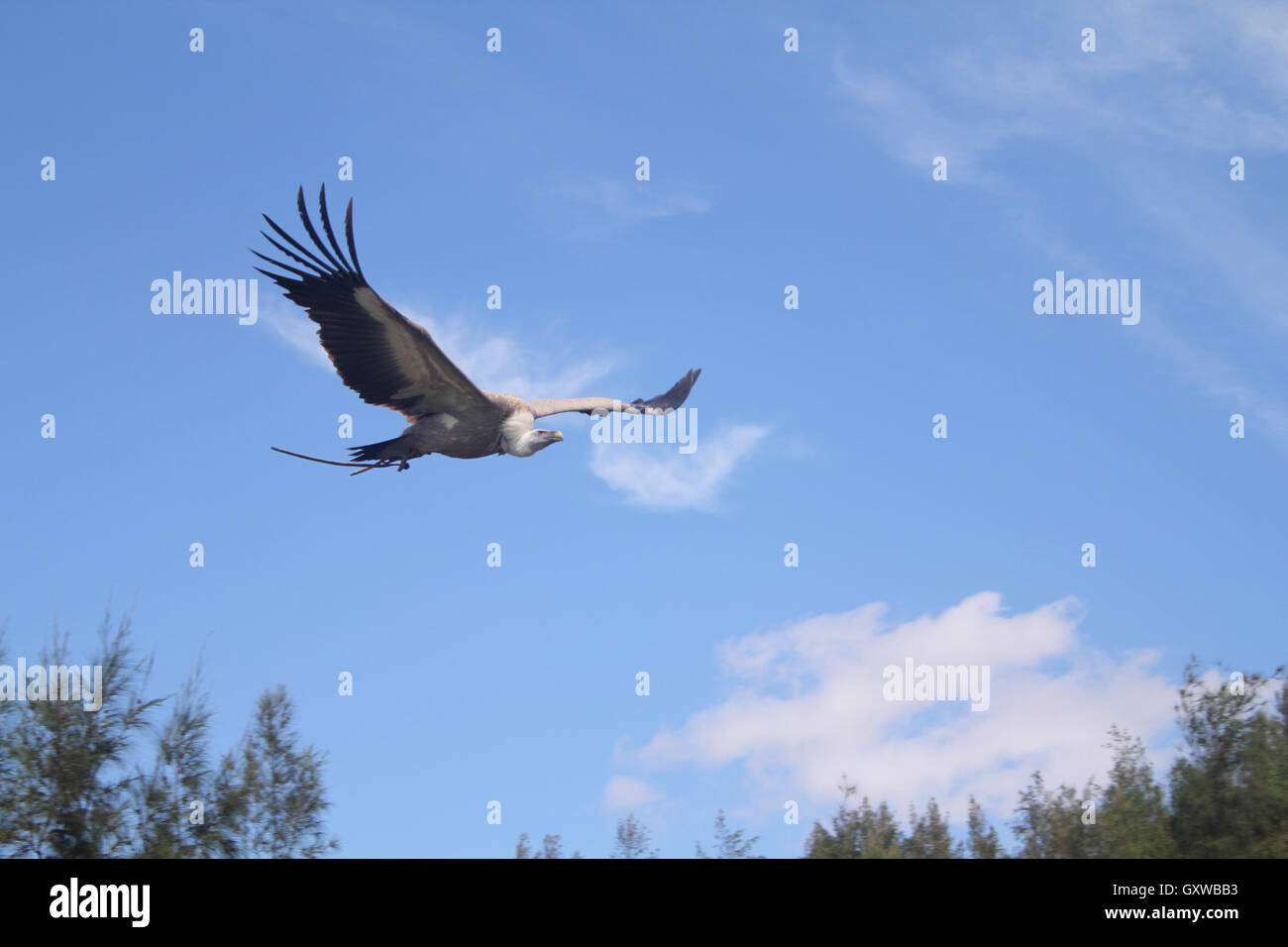 Cape Vulture in flight with wings stretched out Stock Photo - Alamy