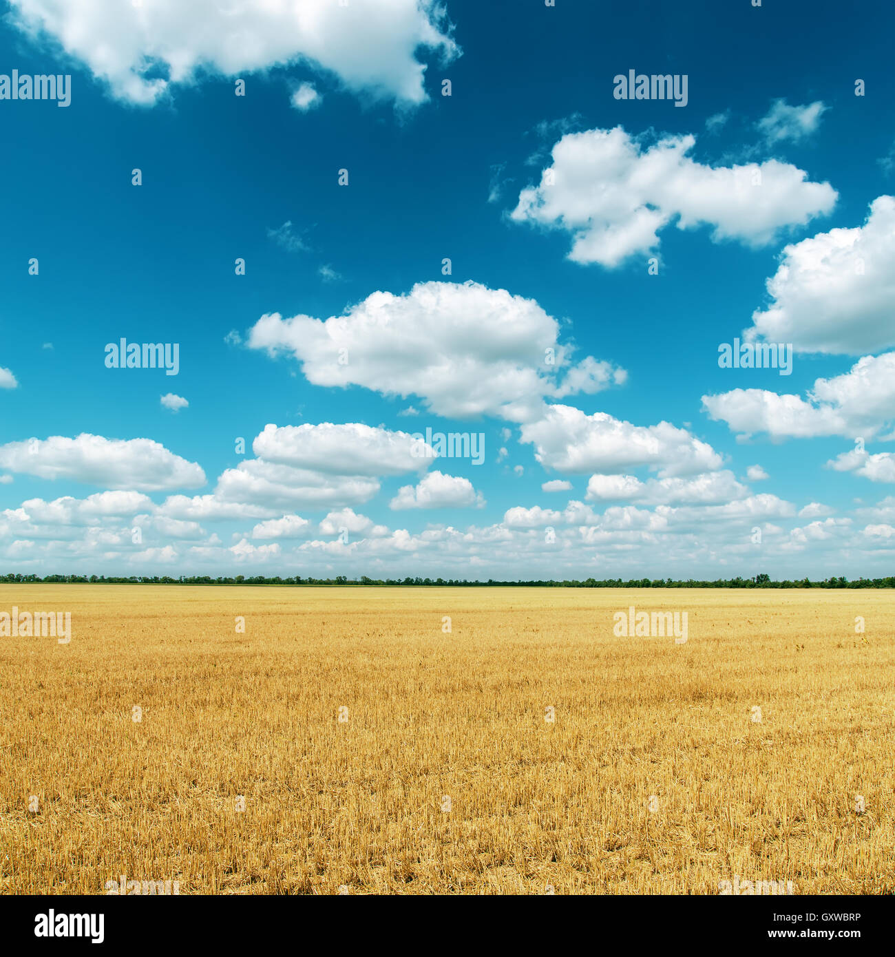 golden field after harvesting and clouds on deep blue sky Stock Photo ...