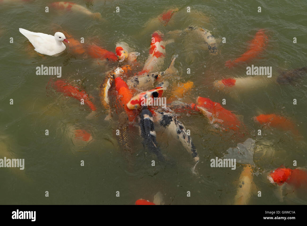 beautiful koi fish swimming Stock Photo - Alamy