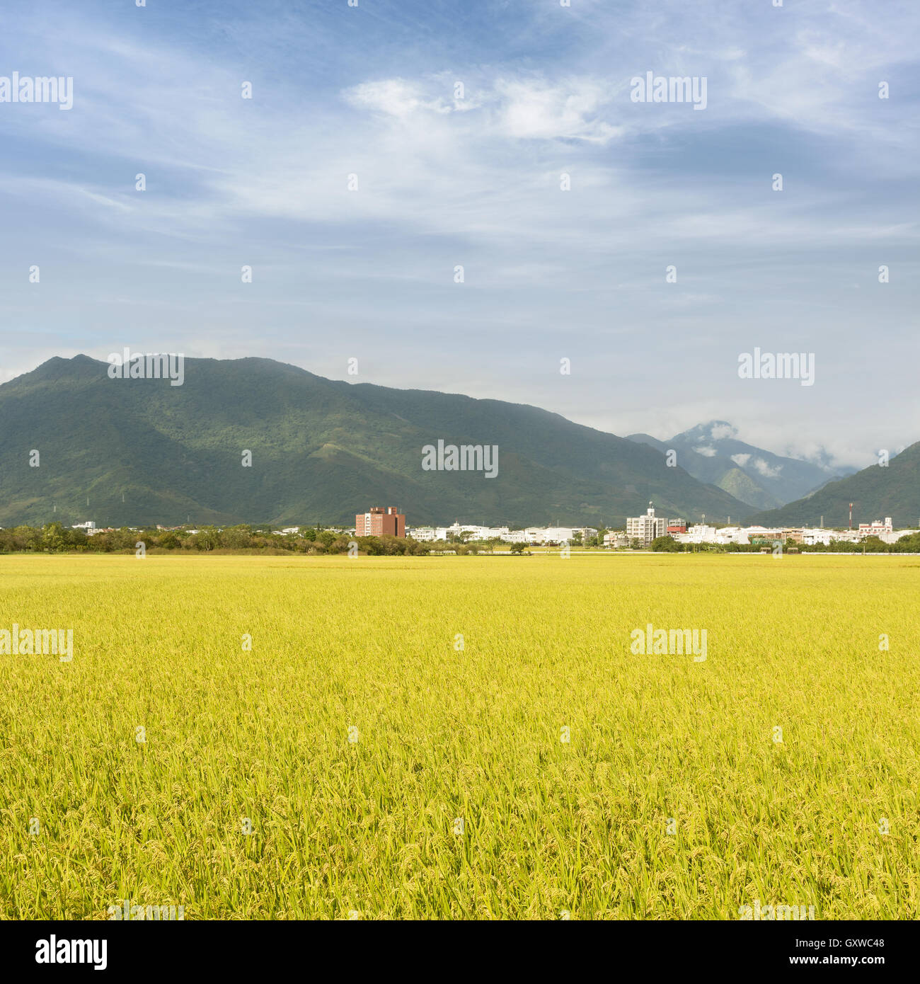 golden paddy rice farm Stock Photo - Alamy