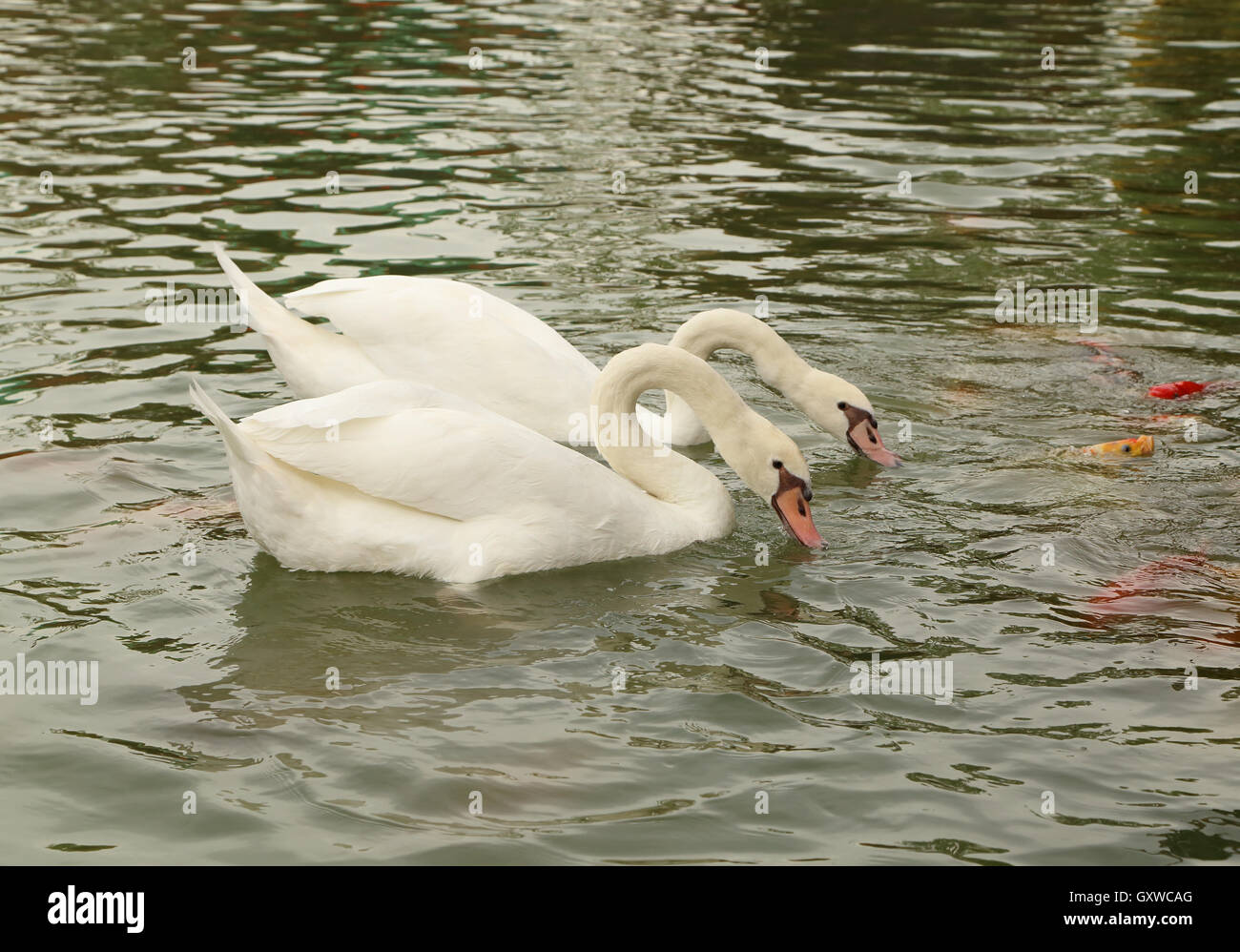 swan with koi fish swimming in pond Stock Photo - Alamy