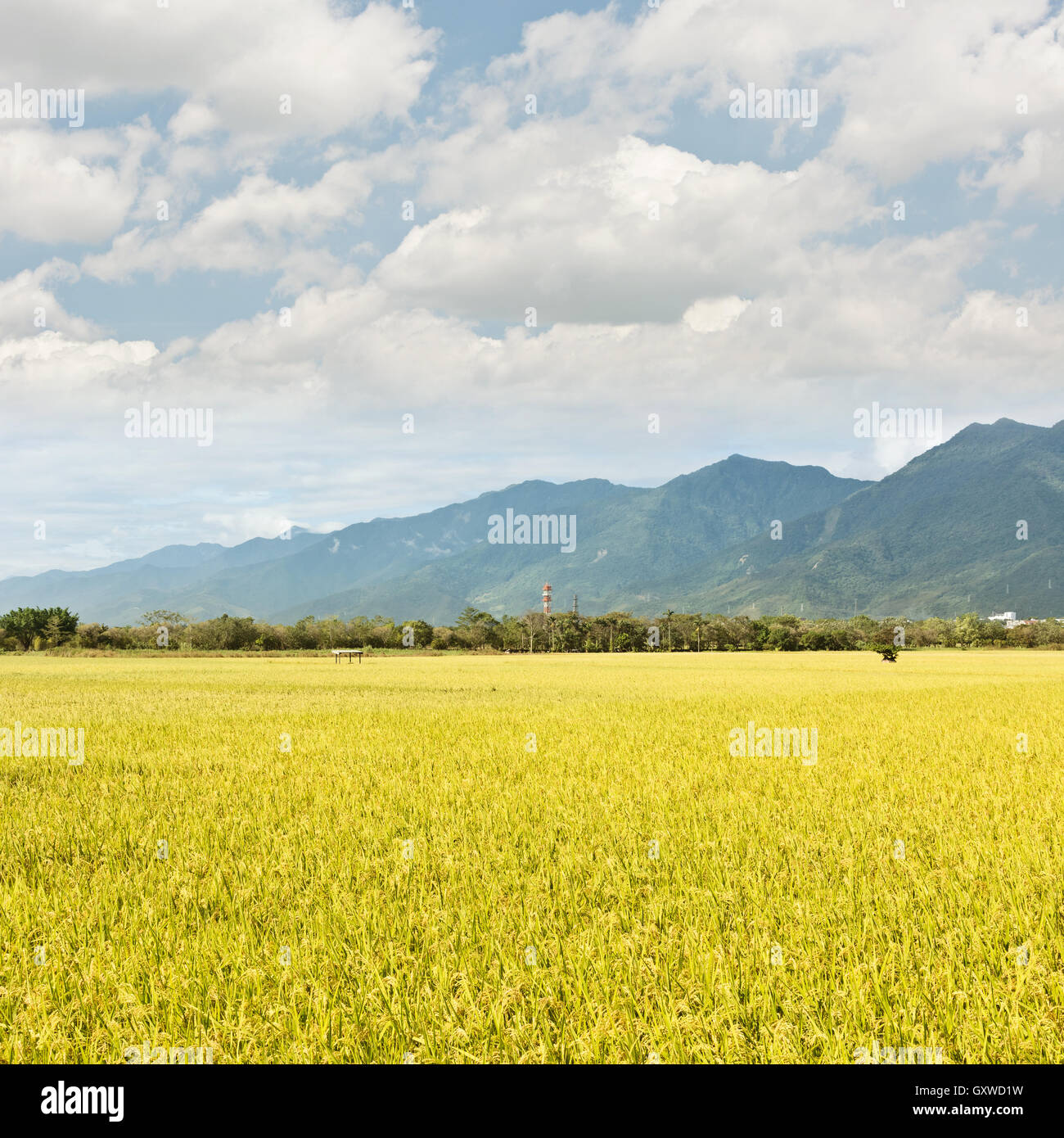 golden paddy rice farm Stock Photo - Alamy