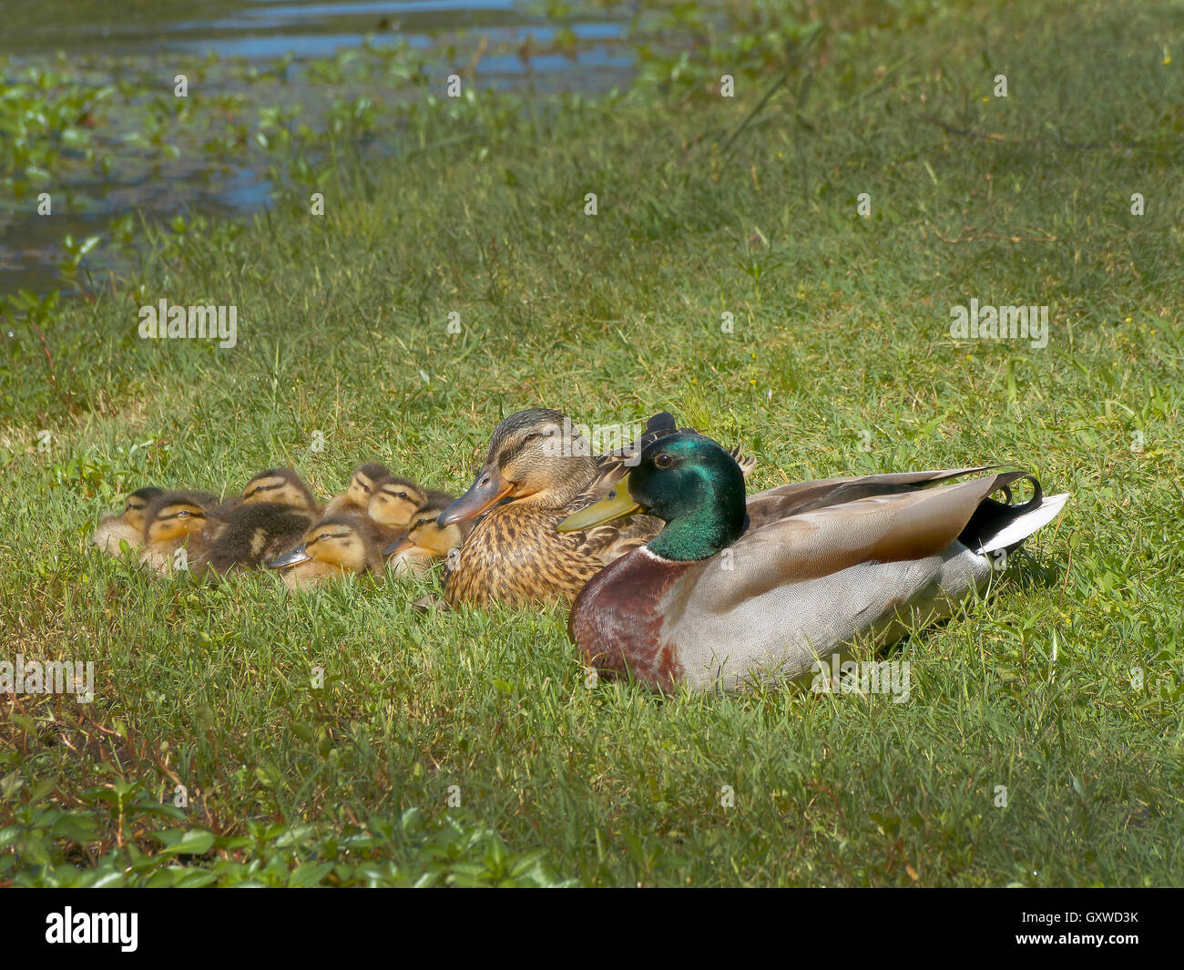 Ducklings with mom hi-res stock photography and images - Alamy