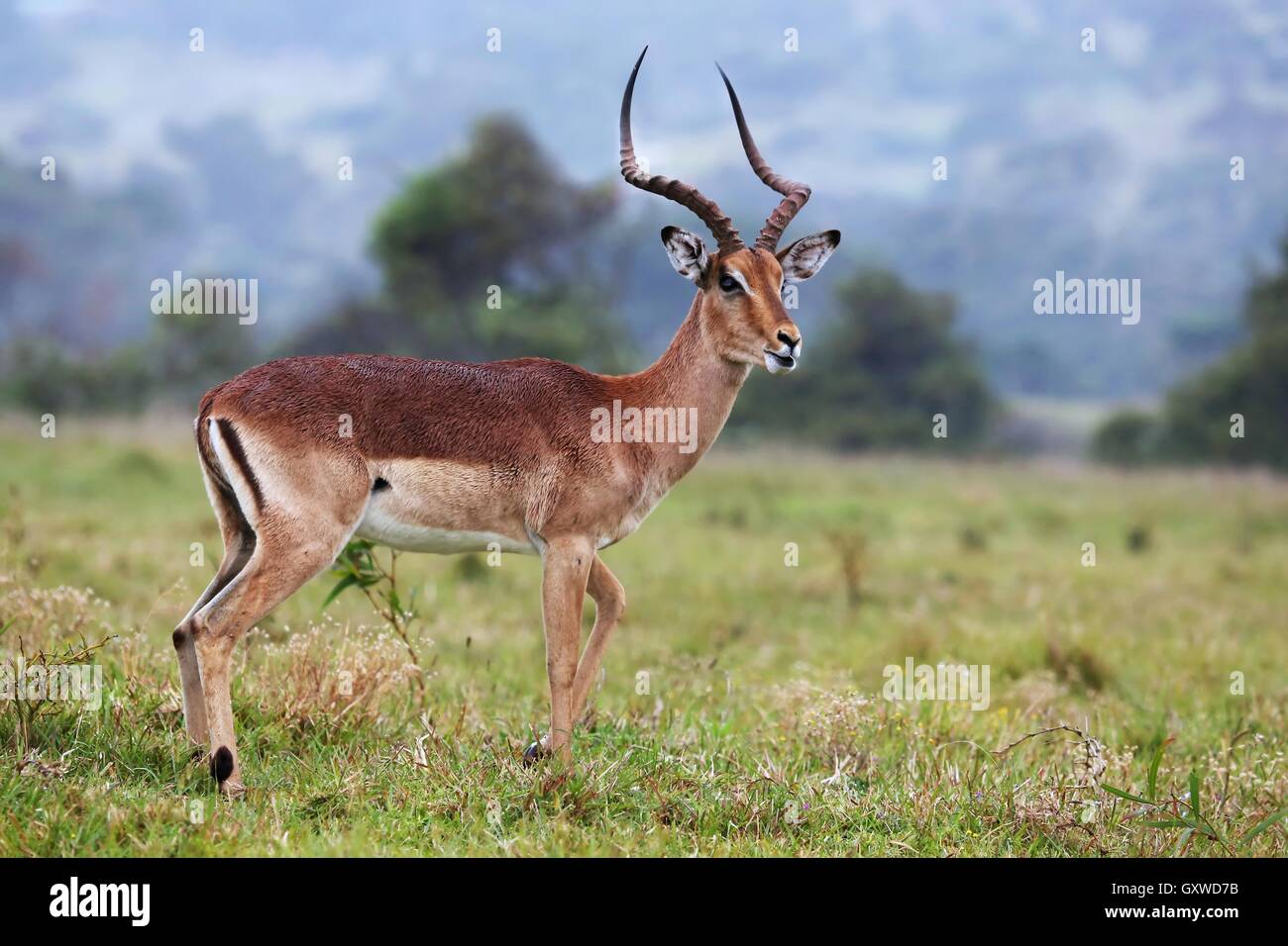 Impala Antelope Ram Stock Photo - Alamy