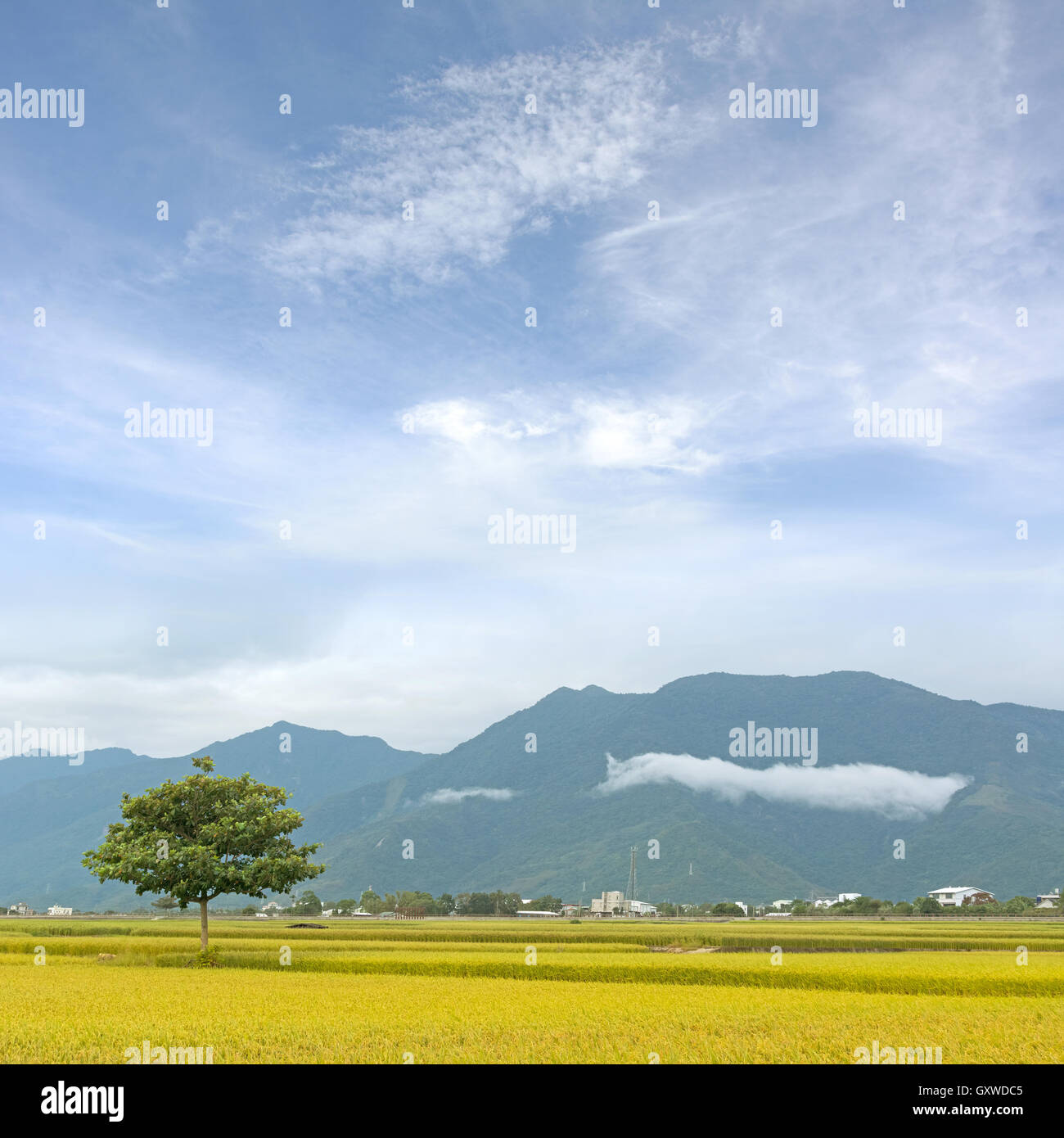 golden paddy rice farm Stock Photo - Alamy
