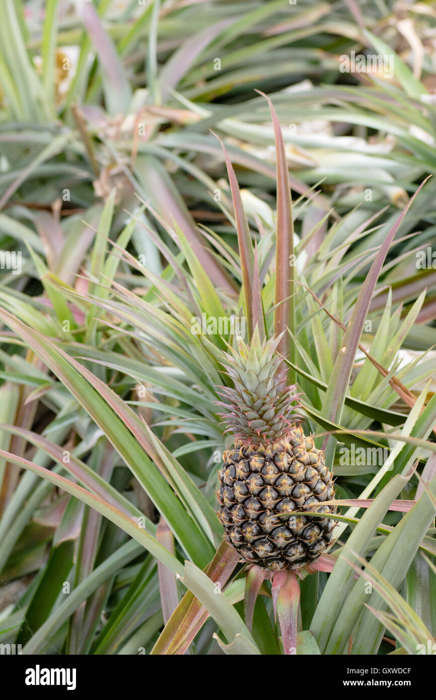 Pineapple farm hi-res stock photography and images - Alamy
