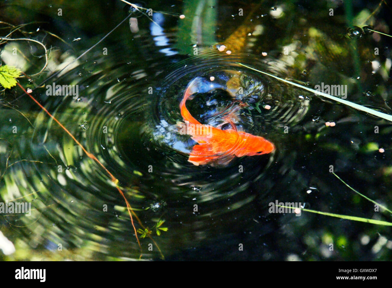 Goldfish pond hi-res stock photography and images - Alamy