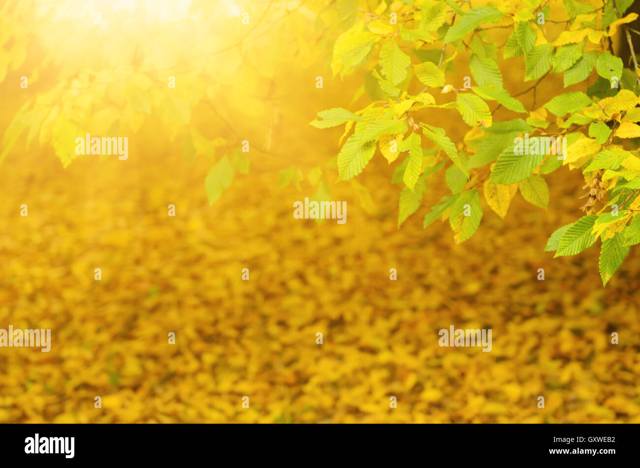Autumn tree branch Stock Photo - Alamy