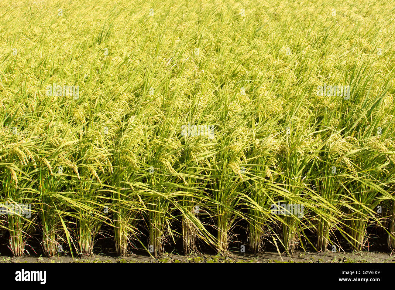 Golden paddy rice farm Stock Photo - Alamy