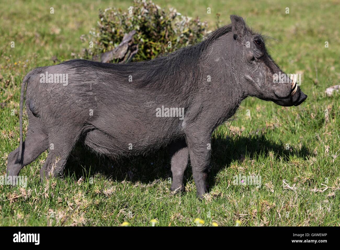 Warthog teeth hi-res stock photography and images - Alamy