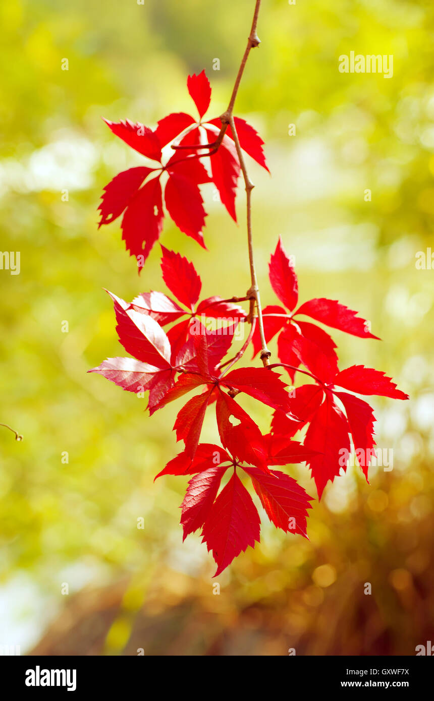 Wild grape red leaves Stock Photo - Alamy