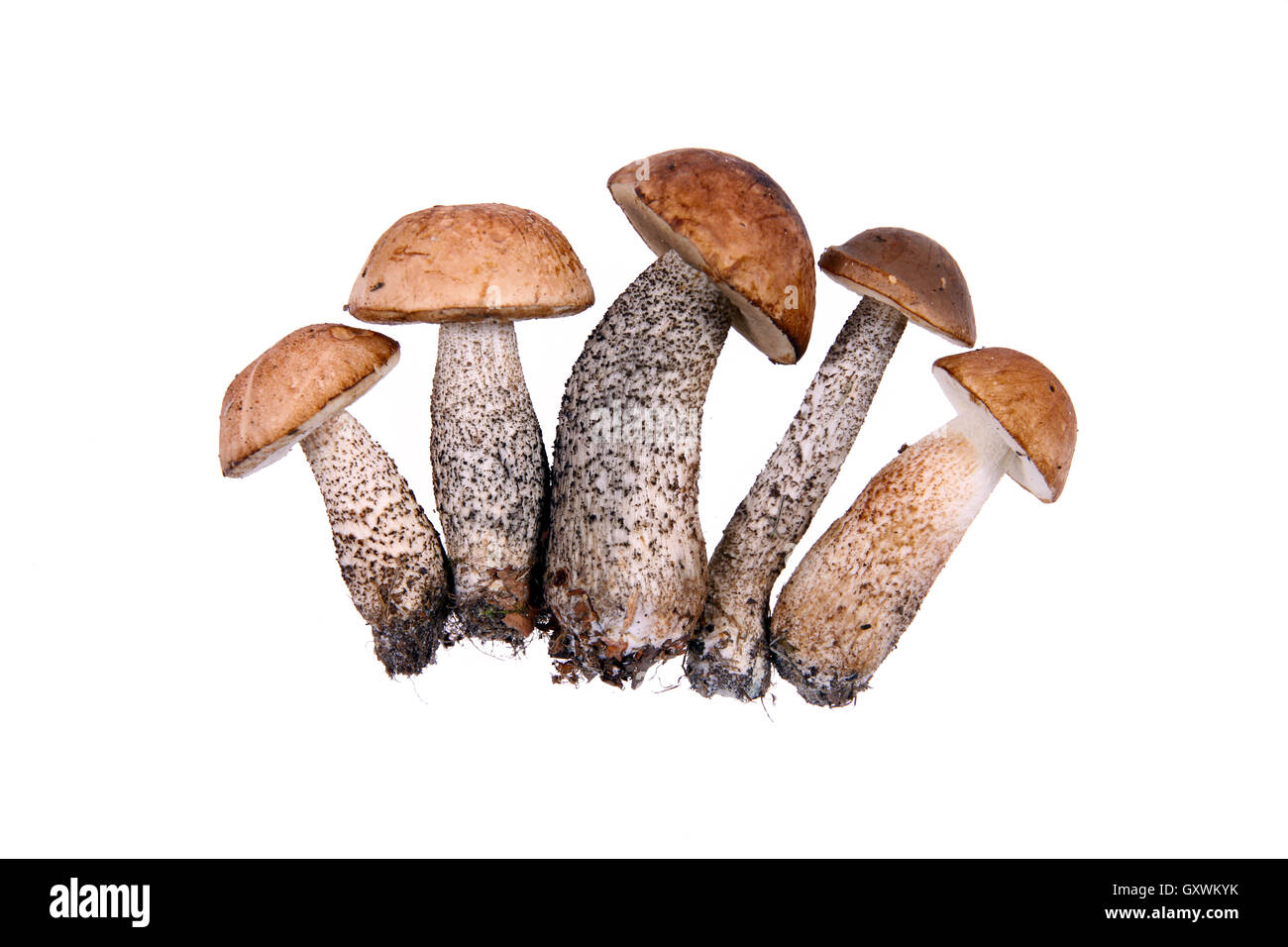 Spice fungi Cut Out Stock Images & Pictures - Alamy
