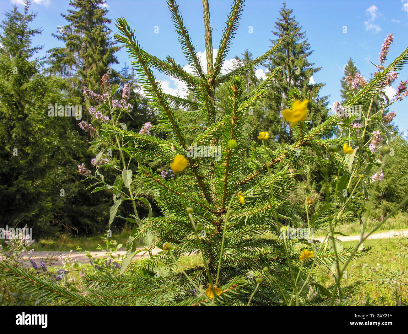 Buttercup bush plant hi-res stock photography and images - Alamy