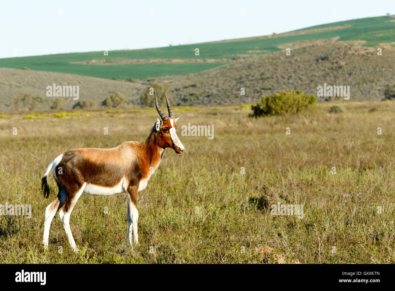 Baby Bontebok - The Bontebok is a medium-sized, generally dark brown ...