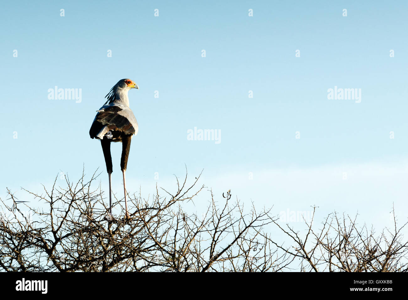 The secretarybird or secretary bird is a very large, mostly terrestrial ...