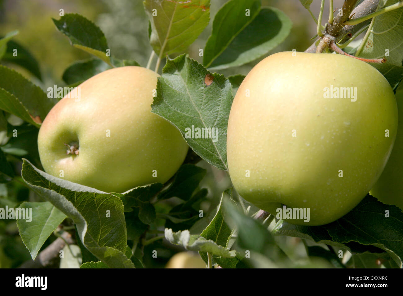 Tangy chelan hi-res stock photography and images - Alamy