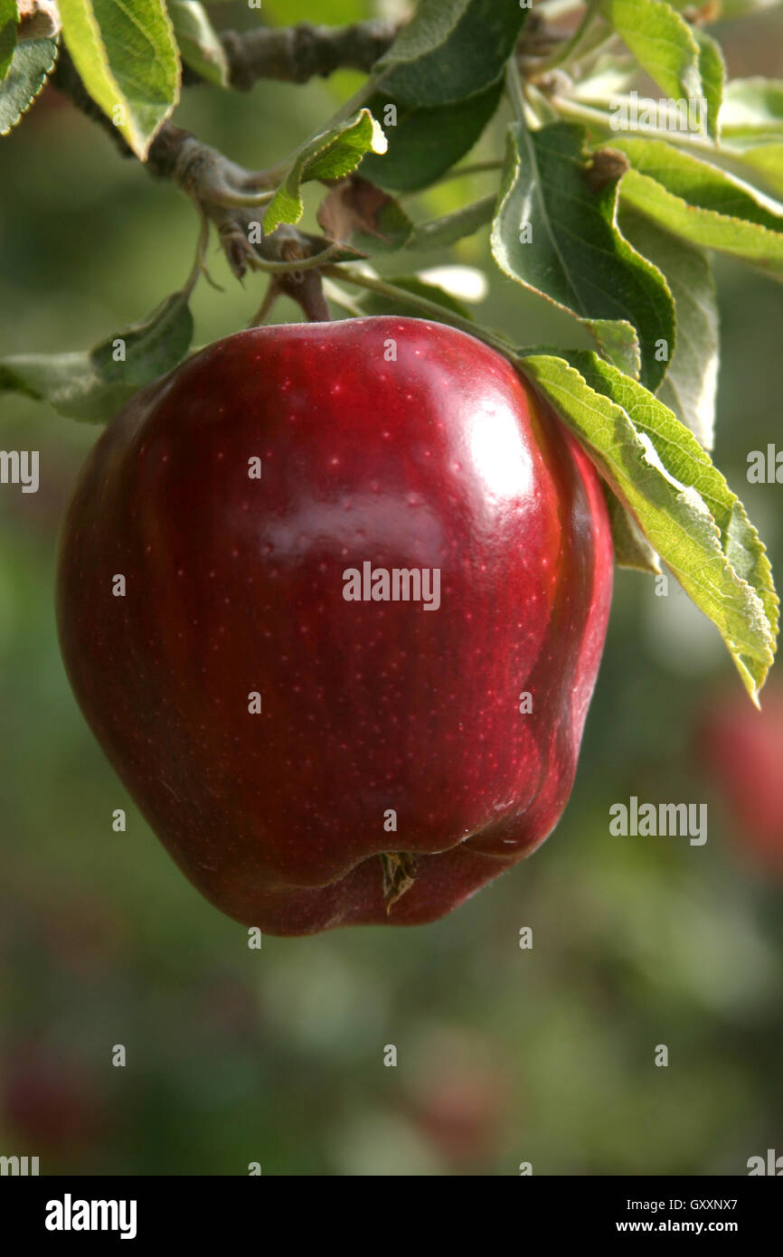 A mature Red Delicious apple hanging from a commercial orchard tree ...