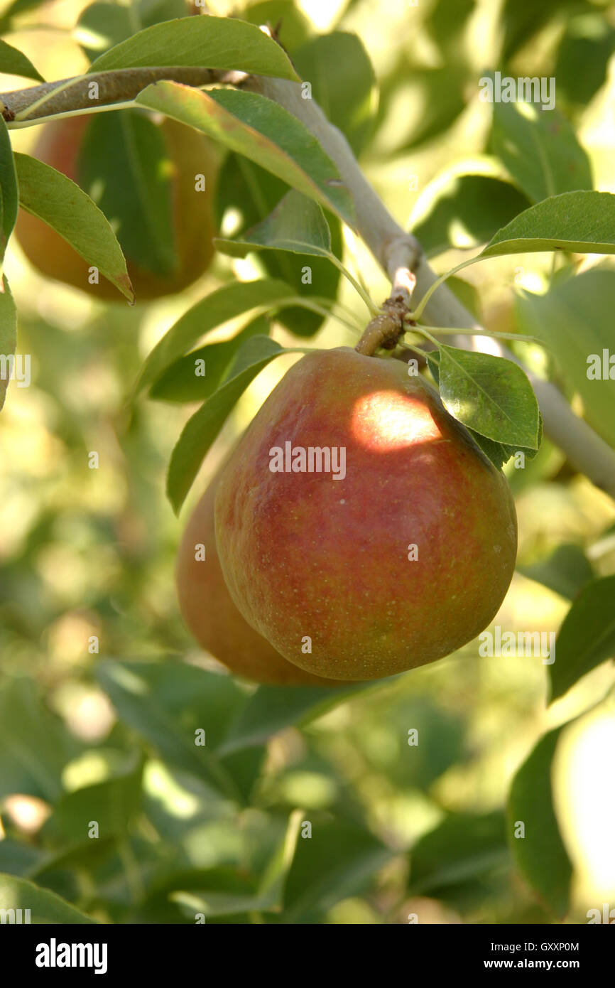 Comice pears are one of the sweetest and juiciest of all pear varieties ...