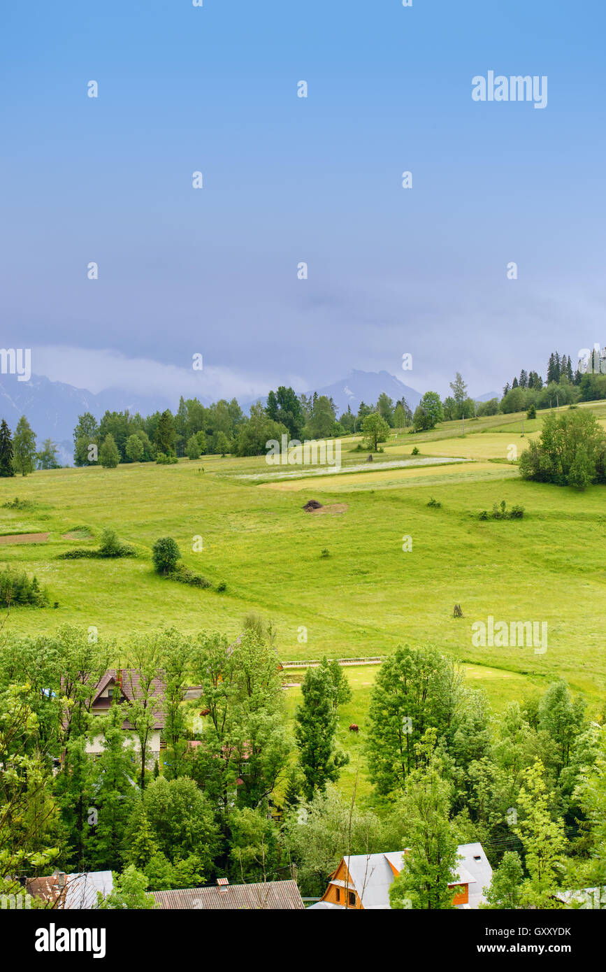 field of spring grass and mountain in the summer Stock Photo - Alamy