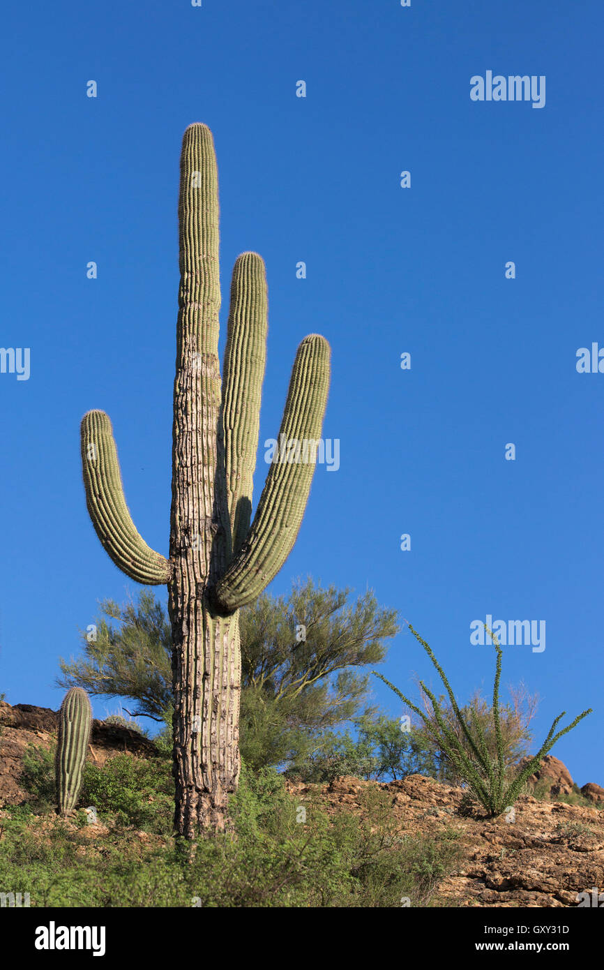 Saguaro cactus in Saguaro National Park, Arizona Stock Photo - Alamy