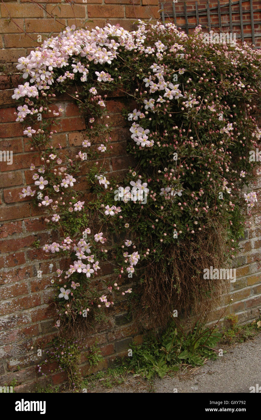 Rosa vine hi-res stock photography and images - Alamy